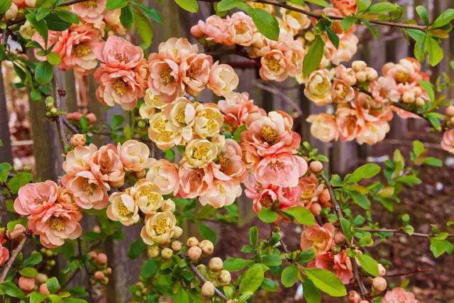 Quince (henomeles) جاپاني: نباتات ۾ پوک ۽ سن careال ، بھترين ، خود زرخيز قسمون ، جڏھن گڏ ڪرڻ ، پکيڙڻ ، جائزو 2922_10