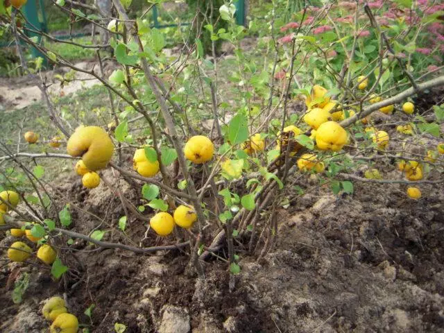 Quince (henomeles) Seapáinis: plandáil agus cúram sna bruachbhailte, na cineálacha féin-thorthúla is fearr, cathain is ceart léirmheasanna a bhailiú, a ribeadh, a athbhreithniú. 2922_3