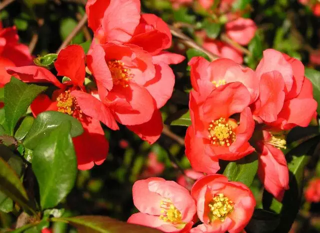 Quince (henomeles) Seapáinis: plandáil agus cúram sna bruachbhailte, na cineálacha féin-thorthúla is fearr, cathain is ceart léirmheasanna a bhailiú, a ribeadh, a athbhreithniú. 2922_4