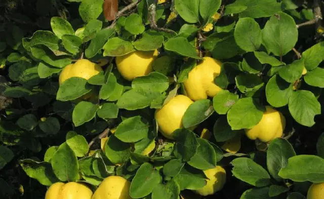 Quince (henomeles) Seapáinis: plandáil agus cúram sna bruachbhailte, na cineálacha féin-thorthúla is fearr, cathain is ceart léirmheasanna a bhailiú, a ribeadh, a athbhreithniú. 2922_5