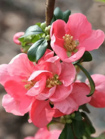 Quince (henomeles) جاپاني: نباتات ۾ پوک ۽ سن careال ، بھترين ، خود زرخيز قسمون ، جڏھن گڏ ڪرڻ ، پکيڙڻ ، جائزو 2922_6