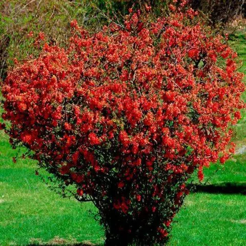 Quince (henomeles) Seapáinis: plandáil agus cúram sna bruachbhailte, na cineálacha féin-thorthúla is fearr, cathain is ceart léirmheasanna a bhailiú, a ribeadh, a athbhreithniú. 2922_7