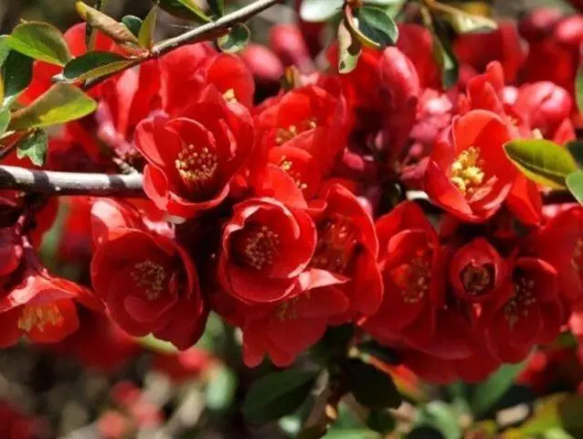 Quince (henomeles) Seapáinis: plandáil agus cúram sna bruachbhailte, na cineálacha féin-thorthúla is fearr, cathain is ceart léirmheasanna a bhailiú, a ribeadh, a athbhreithniú. 2922_8