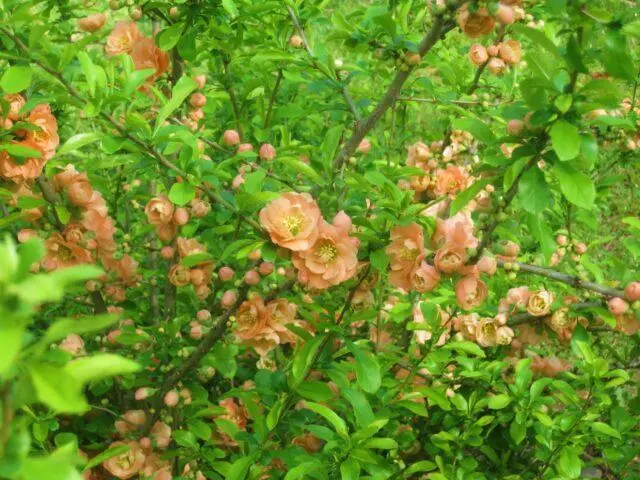 Awọn ewe Quince (chaenomeles): awọn ohun -ini oogun ati awọn ilodi si, kini wọn dabi, bawo ni wọn ṣe wulo fun gbuuru, lati titẹ, fun ara eniyan, ipalara tii 2924_1