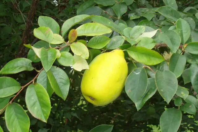 Quince makhasi (chaenomeles): meriana le li-contraindications, hore na li shebahala joang, li bohlokoa joang bakeng sa lets'ollo, khatello, 'mele oa motho, kotsi ea tee 2924_16