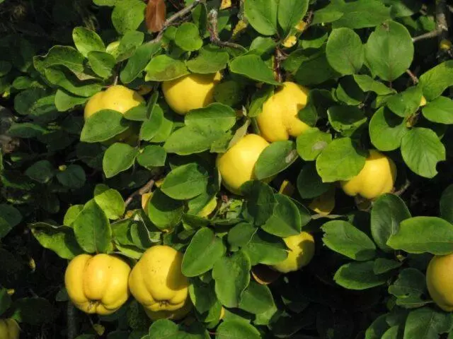 Awọn ewe Quince (chaenomeles): awọn ohun -ini oogun ati awọn ilodi si, kini wọn dabi, bawo ni wọn ṣe wulo fun gbuuru, lati titẹ, fun ara eniyan, ipalara tii 2924_7