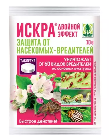 Занги Портеншлаг: аксҳо, навъҳо, ниҳолшинонӣ ва нигоҳубин, парвариш 2945_13