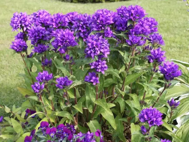 Մարդաշատ զանգ (Campanula glomerata). Լուսանկար և նկարագրություն, աճում է սերմերից 2946_1