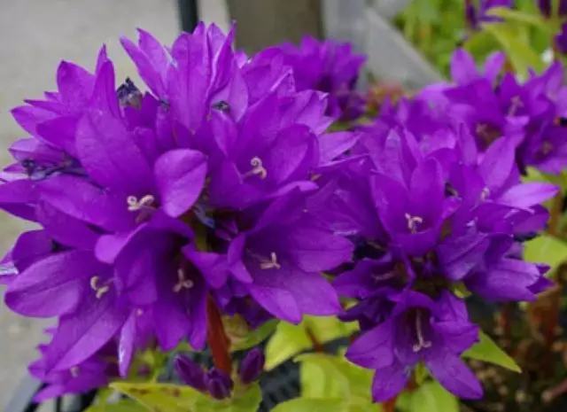 Մարդաշատ զանգ (Campanula glomerata). Լուսանկար և նկարագրություն, աճում է սերմերից 2946_10