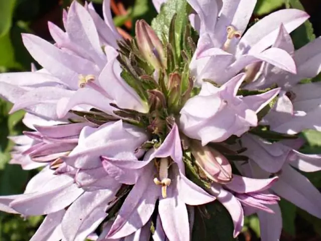 Մարդաշատ զանգ (Campanula glomerata). Լուսանկար և նկարագրություն, աճում է սերմերից 2946_11