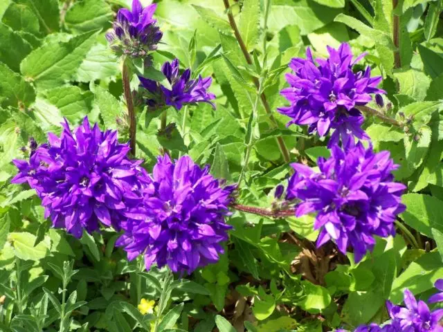 Մարդաշատ զանգ (Campanula glomerata). Լուսանկար և նկարագրություն, աճում է սերմերից 2946_12