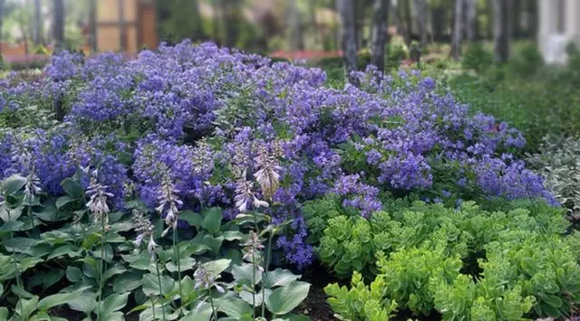 Մարդաշատ զանգ (Campanula glomerata). Լուսանկար և նկարագրություն, աճում է սերմերից 2946_13