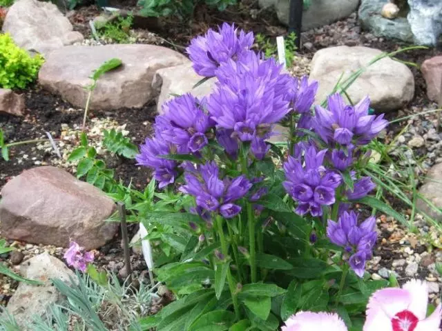 Մարդաշատ զանգ (Campanula glomerata). Լուսանկար և նկարագրություն, աճում է սերմերից 2946_14