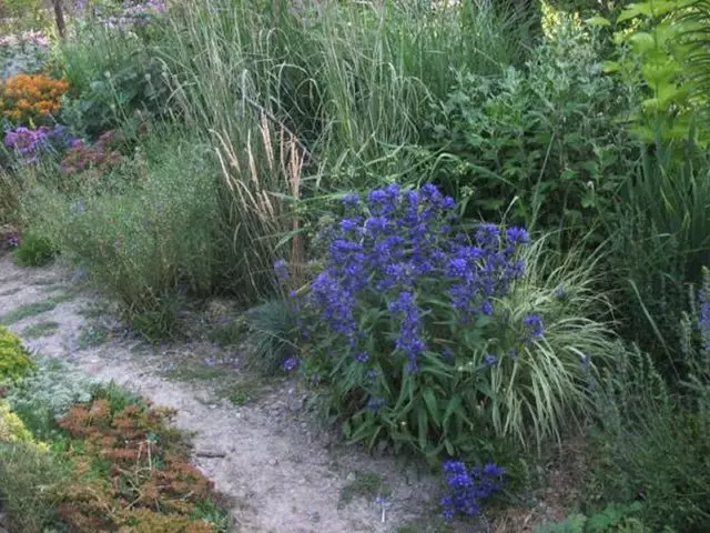 Մարդաշատ զանգ (Campanula glomerata). Լուսանկար և նկարագրություն, աճում է սերմերից 2946_15