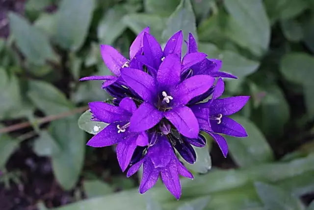 Մարդաշատ զանգ (Campanula glomerata). Լուսանկար և նկարագրություն, աճում է սերմերից 2946_2