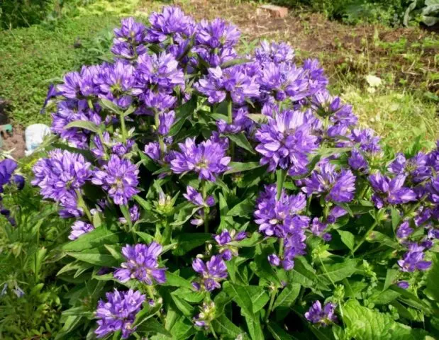 Մարդաշատ զանգ (Campanula glomerata). Լուսանկար և նկարագրություն, աճում է սերմերից 2946_20