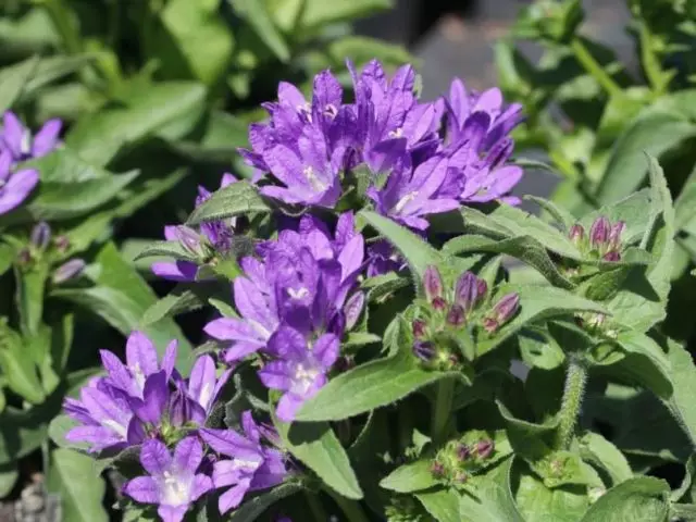 Մարդաշատ զանգ (Campanula glomerata). Լուսանկար և նկարագրություն, աճում է սերմերից 2946_27