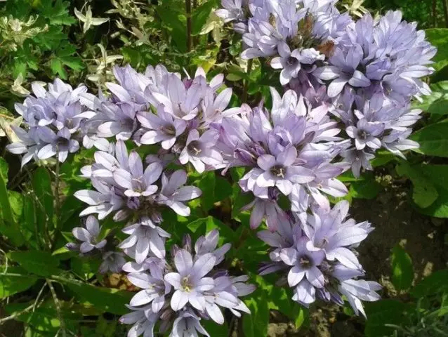 Մարդաշատ զանգ (Campanula glomerata). Լուսանկար և նկարագրություն, աճում է սերմերից 2946_3