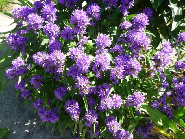 Մարդաշատ զանգ (Campanula glomerata). Լուսանկար և նկարագրություն, աճում է սերմերից 2946_35