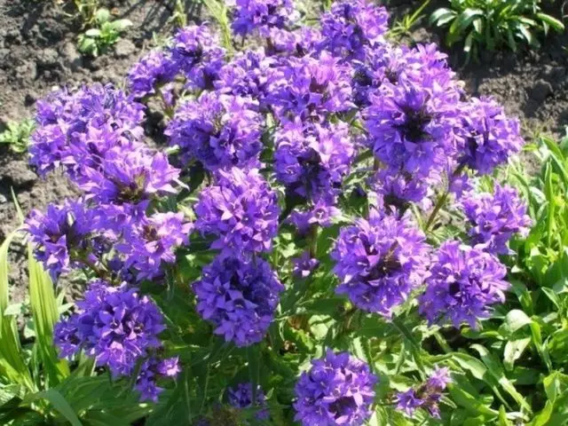 Մարդաշատ զանգ (Campanula glomerata). Լուսանկար և նկարագրություն, աճում է սերմերից 2946_4