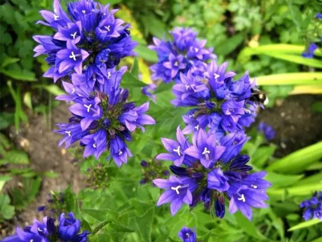 Մարդաշատ զանգ (Campanula glomerata). Լուսանկար և նկարագրություն, աճում է սերմերից 2946_5