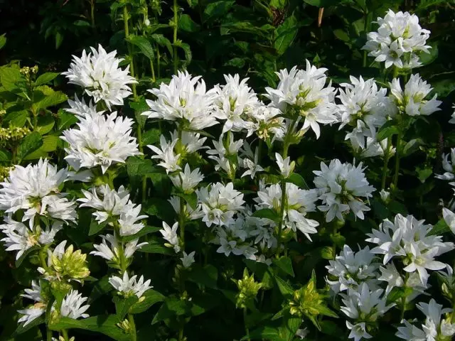 Մարդաշատ զանգ (Campanula glomerata). Լուսանկար և նկարագրություն, աճում է սերմերից 2946_6