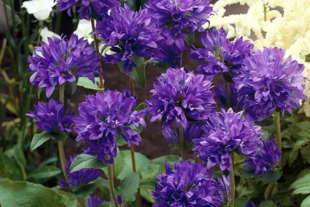 زنگ شلوغ (Campanula glomerata): عکس و توضیحات ، از دانه ها رشد می کند 2946_7