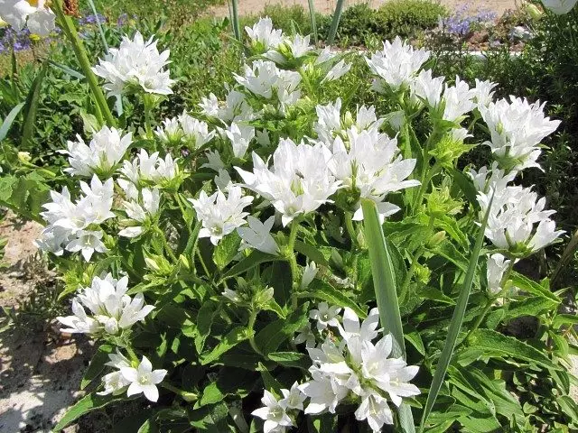 Մարդաշատ զանգ (Campanula glomerata). Լուսանկար և նկարագրություն, աճում է սերմերից 2946_9