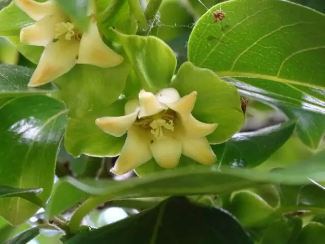 Persimmon Sharon: veislės aprašymas, nuotraukos, nauda ir žala, kalorijų kiekis, apžvalgos 2951_1