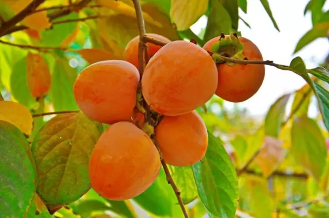 Persimmon Sharon: veislės aprašymas, nuotraukos, nauda ir žala, kalorijų kiekis, apžvalgos 2951_3