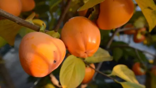 Persimmon Sharon: veislės aprašymas, nuotraukos, nauda ir žala, kalorijų kiekis, apžvalgos 2951_4