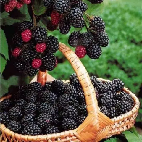 Blackberry Kiova: tuairisc ar éagsúlacht, grianghraif, léirmheasanna 2957_2