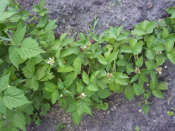 Blackberry Kiova: çeşitli açıklama, fotoğraflar, yorumlar 2957_3