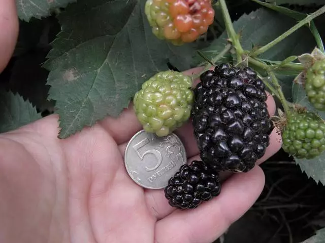 Blackberry Kiova: Varietéit Beschreiwung, Fotoen, Bewäertungen 2957_5