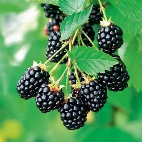 Blackberry Kiova: famaritana isan-karazany, sary, hevitra 2957_7