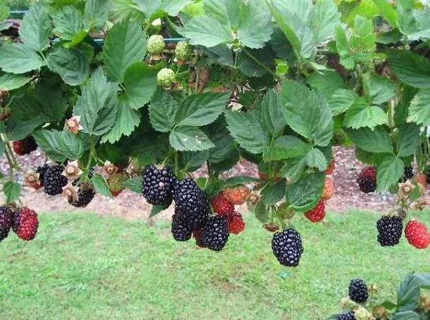 Blackberry Kiova: çeşitli açıklama, fotoğraflar, yorumlar 2957_8