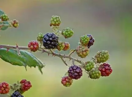 Blackberry mhando: remontant, yenzira yepakati, dunhu reMoscow, maUral 2961_1