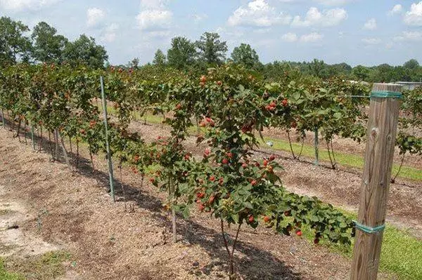 Odmiany jeżyn: powtarzalne, na środkowy pas, region moskiewski, Ural 2961_11