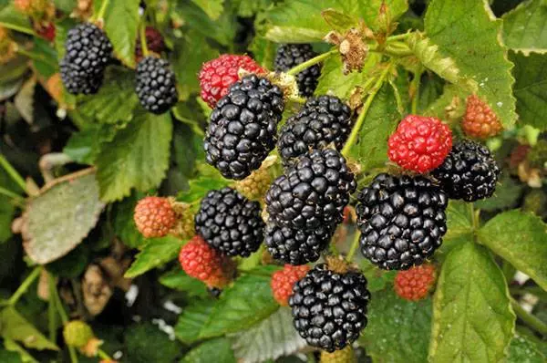 Blackberry Thornfrey: a fajta leírása, fotók, vélemények, termesztés és gondozás, egy bokor kialakulása 2962_1