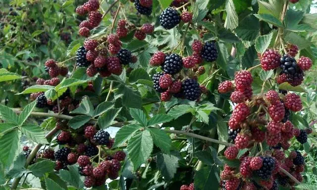 Blackberry Thornfrey: คำอธิบายของความหลากหลาย, ภาพถ่าย, ความคิดเห็น, การเพาะปลูกและการดูแล, การก่อตัวของพุ่มไม้ 2962_15