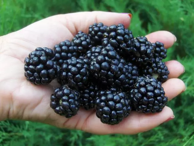 Blackberry Thornfrey: คำอธิบายของความหลากหลาย, ภาพถ่าย, ความคิดเห็น, การเพาะปลูกและการดูแล, การก่อตัวของพุ่มไม้ 2962_18