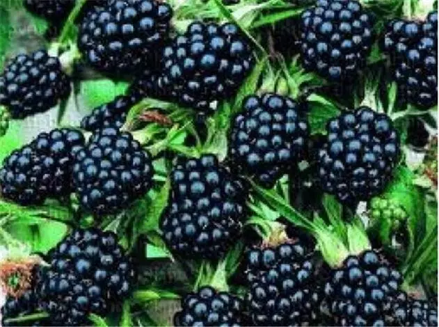 Blackberry Thornfrey: คำอธิบายของความหลากหลาย, ภาพถ่าย, ความคิดเห็น, การเพาะปลูกและการดูแล, การก่อตัวของพุ่มไม้ 2962_3