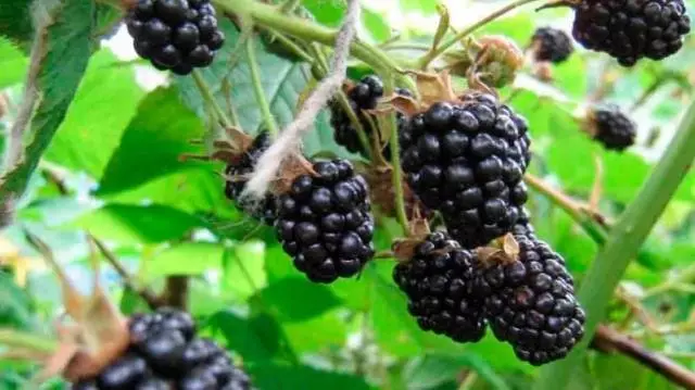 Blackberry Thornfrey: คำอธิบายของความหลากหลาย, ภาพถ่าย, ความคิดเห็น, การเพาะปลูกและการดูแล, การก่อตัวของพุ่มไม้ 2962_5