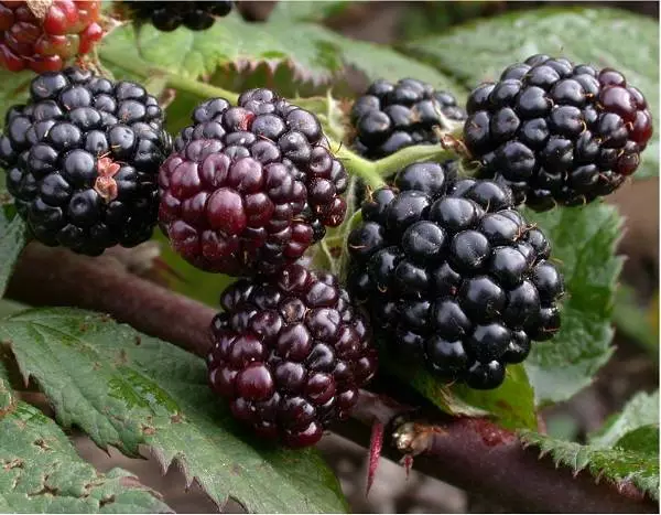 Blackberry Thornfrey: a fajta leírása, fotók, vélemények, termesztés és gondozás, egy bokor kialakulása 2962_7