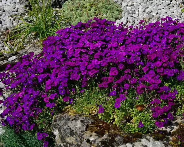 Aubrieta (aubretia) plurjara: plantado kaj prizorgado en la libera kampo, kreskanta 2963_1