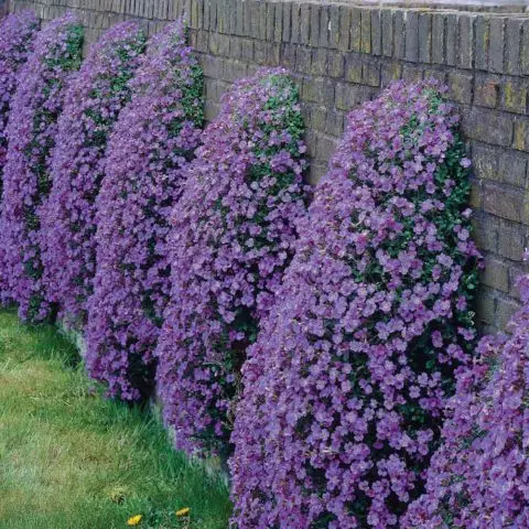 Aubrieta (aubretia) perennial: ho lema le ho hlokomela tšimong, ho hola 2963_2