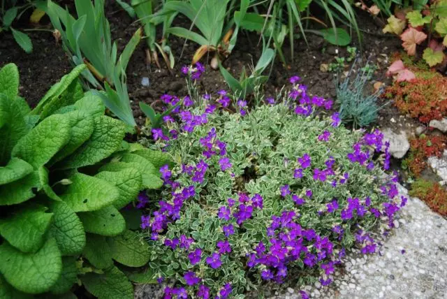 Aubrieta (aubretia) 다년생 : 열린 들판에서 심기 및 관리, 성장 2963_3