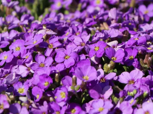 Aubrieta (aubretia) perennial: plantsje en fersoargje yn it iepen fjild, groeie 2963_4