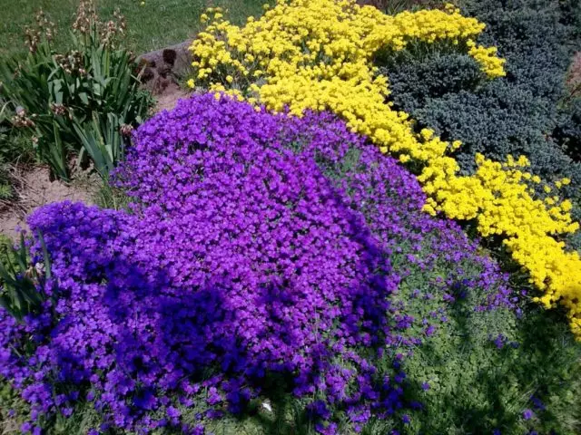 Aubrieta (aubretia) herheyî: çandin û lênihêrîna li qada vekirî, mezin dibe 2963_5