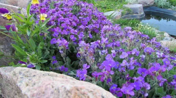 Aubrieta (aubretia) perennial: ho lema le ho hlokomela tšimong, ho hola 2963_6